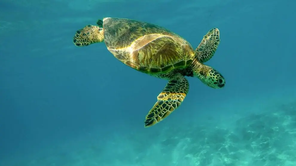 Al menos tres muertos y 32 hospitalizados por comer carne de tortuga en ...