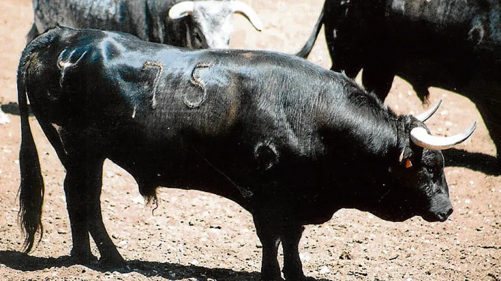 Teodoro Adell: más de una década de toros ensogados | Noticias de ...