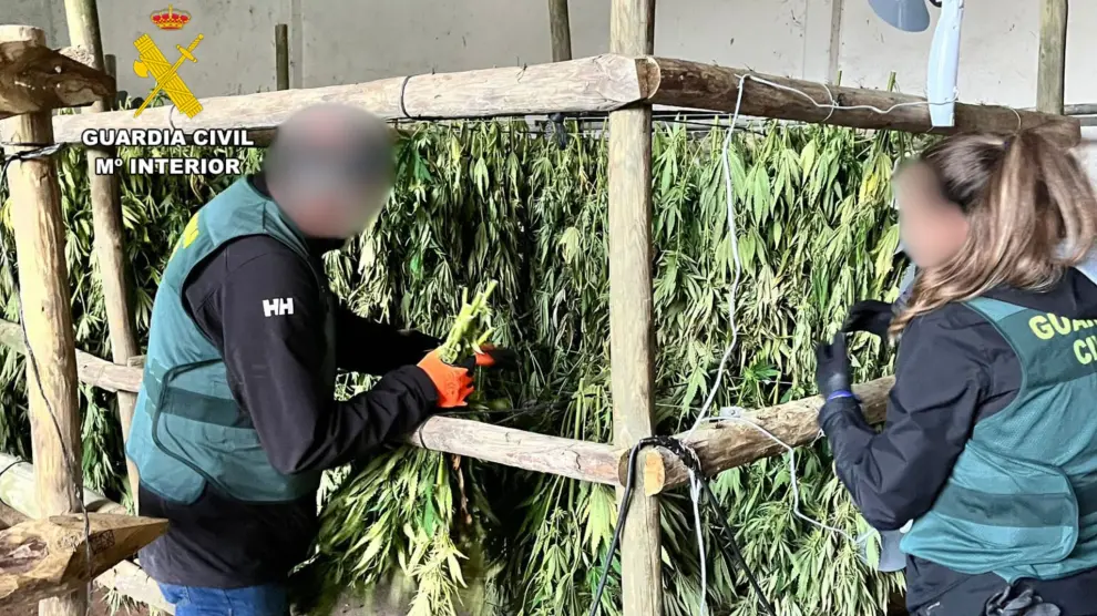 Desmantelan una plantación de marihuana con más de 2.000 plantas en una finca rural de Biel