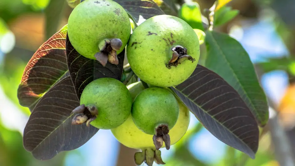 La fruta que ayuda a controlar el azúcar en sangre y a bajar la presión arterial