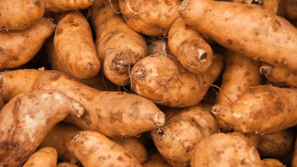 El tubérculo que debes comer para ayudar a fortalecer la memoria y poca ...