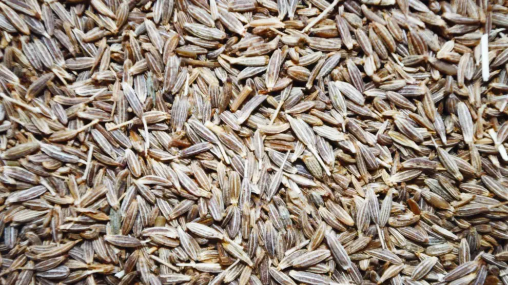 La planta que mejora la digestión, ayuda a dormir como un bebé y ...