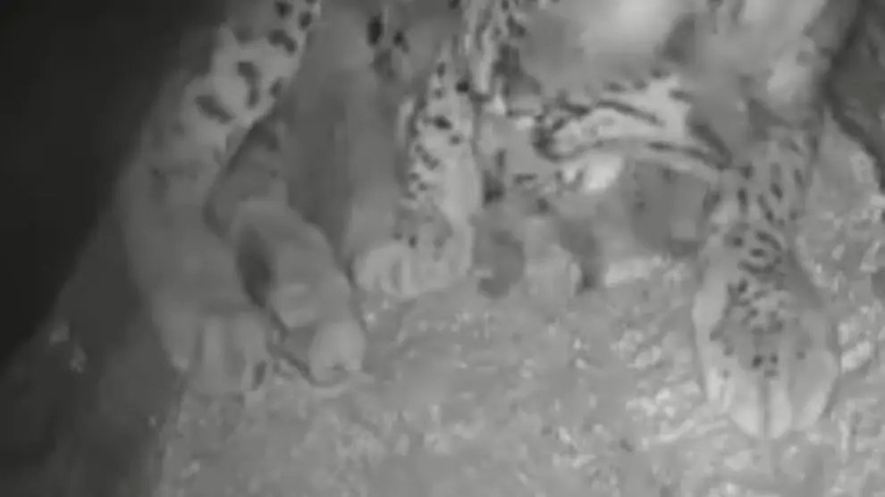 El 'baby boom' en Doñana que gana terreno en la lucha contra la ...