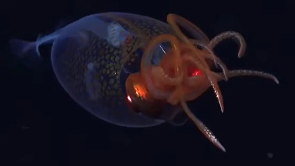 Primeras imágenes en vivo del llamado calamar colosal, que puede medir ...