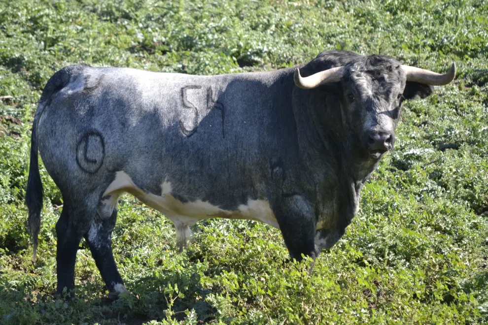 Desafío Santa Coloma