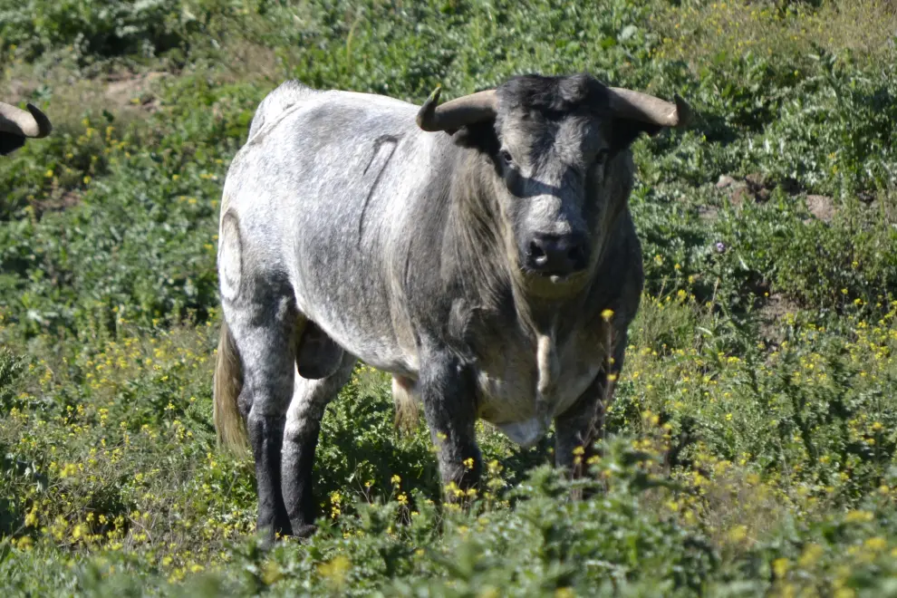 Desafío Santa Coloma