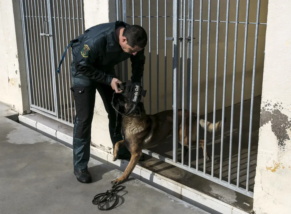 ¿Cuál es la función de los perros de la Guardia Civil?