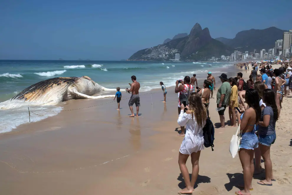 Aparece muerta una ballena en la playa de Ipanema de Río | Imágenes