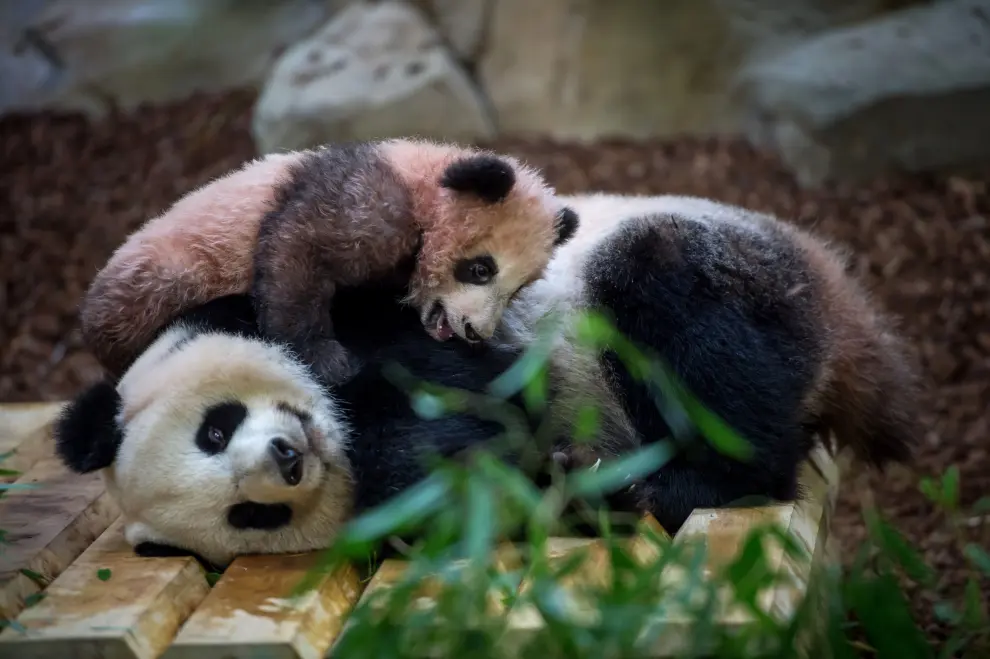 Un panda gigante en un zoo francés | Imágenes