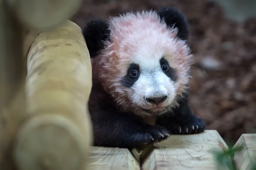 Un panda gigante en un zoo francés | Imágenes