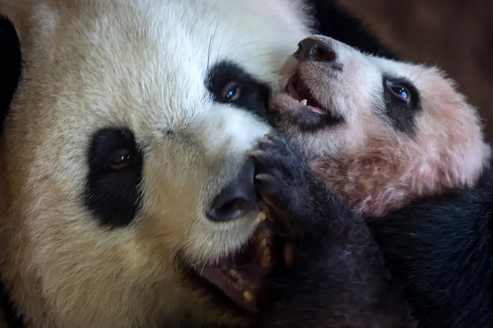 Un panda gigante en un zoo francés | Imágenes