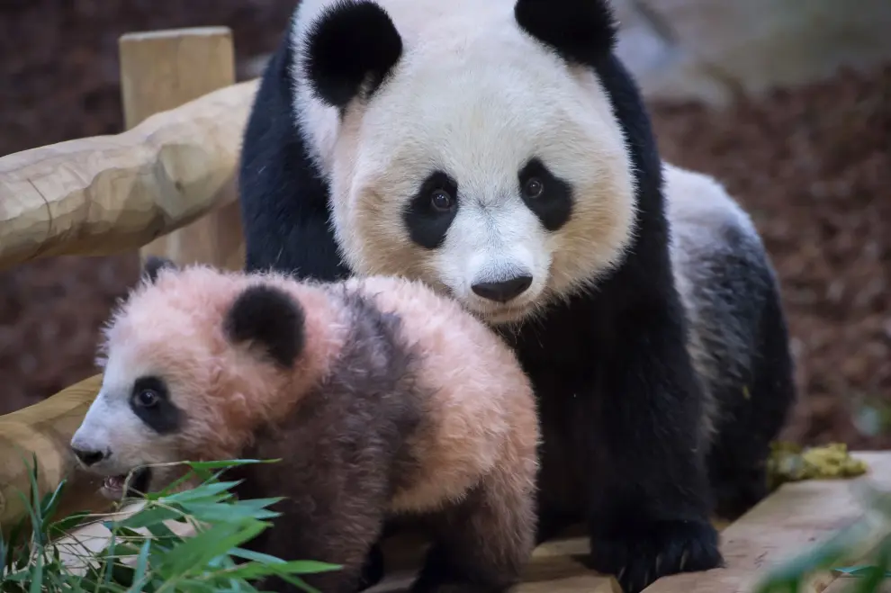 Un panda gigante en un zoo francés | Imágenes
