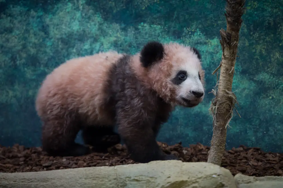 Un panda gigante en un zoo francés | Imágenes