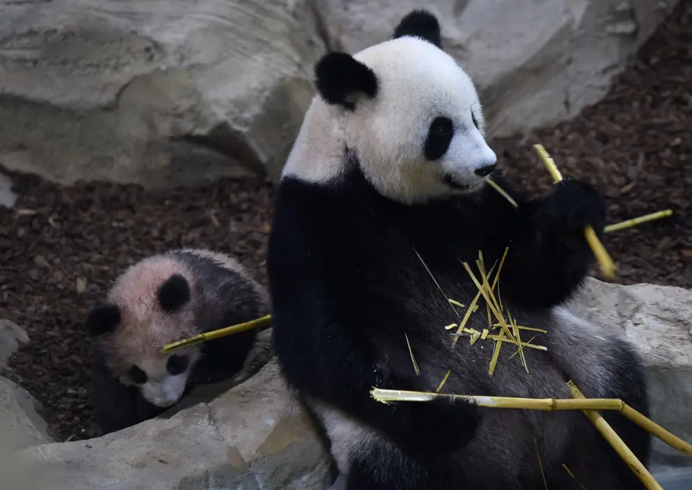 Un panda gigante en un zoo francés | Imágenes