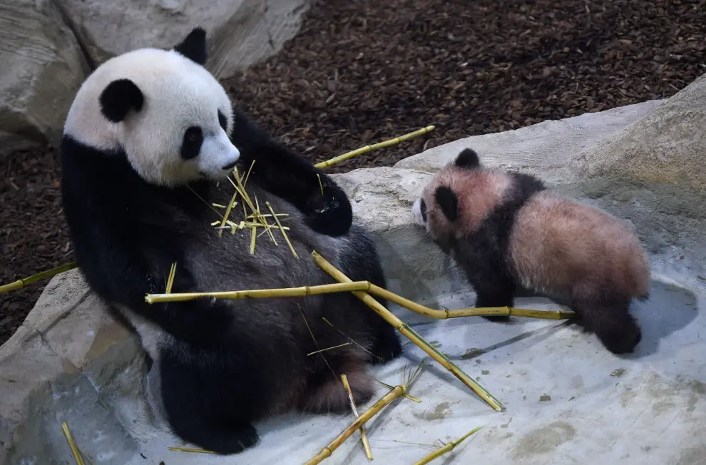 Un panda gigante en un zoo francés | Imágenes