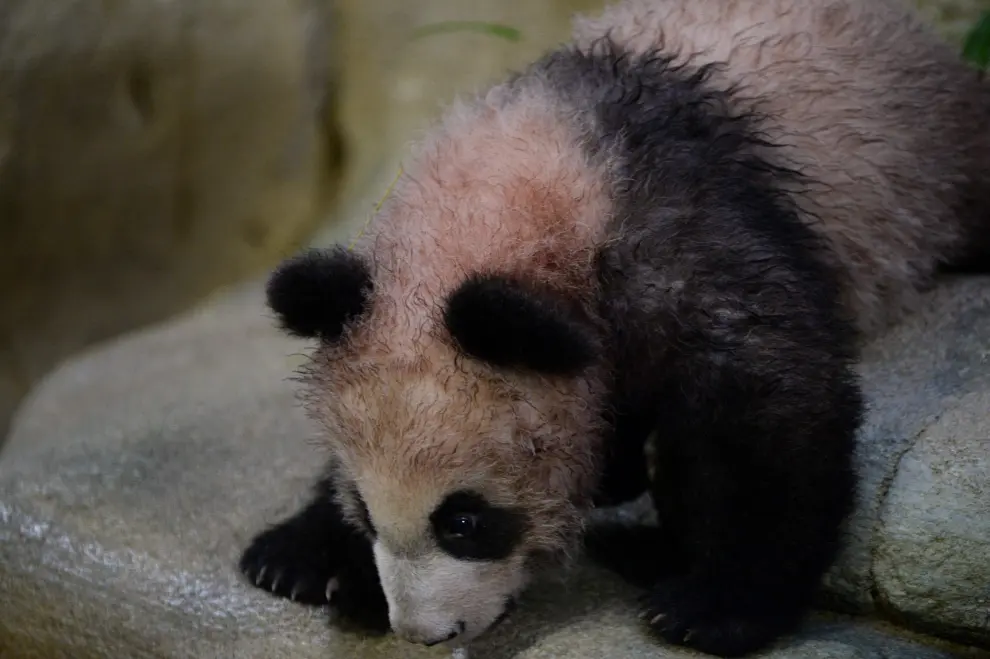 Un panda gigante en un zoo francés | Imágenes