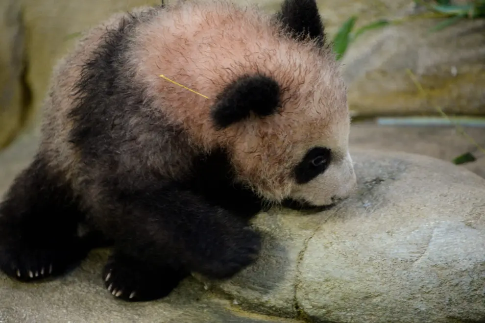Un panda gigante en un zoo francés | Imágenes