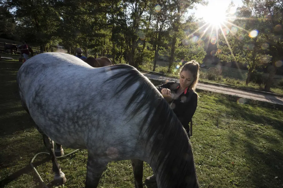 Moscardón | Imágenes