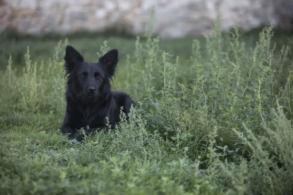Moscardón | Imágenes