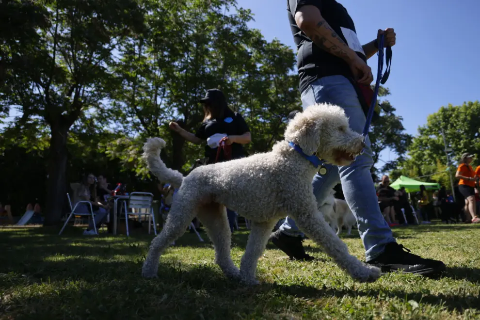 Fotos | Concurso canino en Zaragoza para elegir al perro más guapo ...