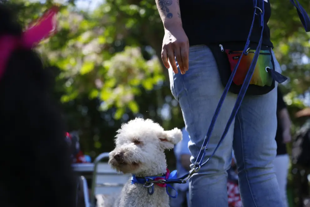 Fotos | Concurso canino en Zaragoza para elegir al perro más guapo ...