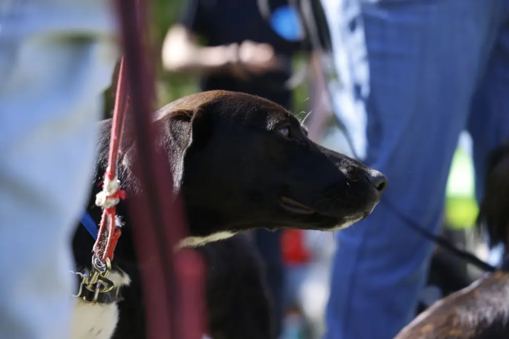 Fotos | Concurso canino en Zaragoza para elegir al perro más guapo ...