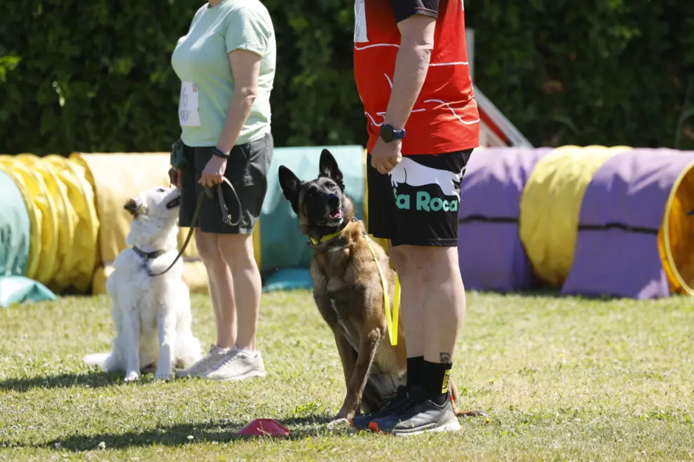 Fotos | Concurso canino en Zaragoza para elegir al perro más guapo ...