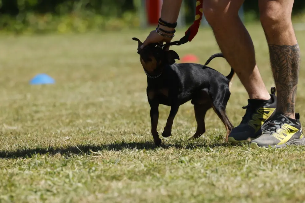 Fotos | Concurso canino en Zaragoza para elegir al perro más guapo ...