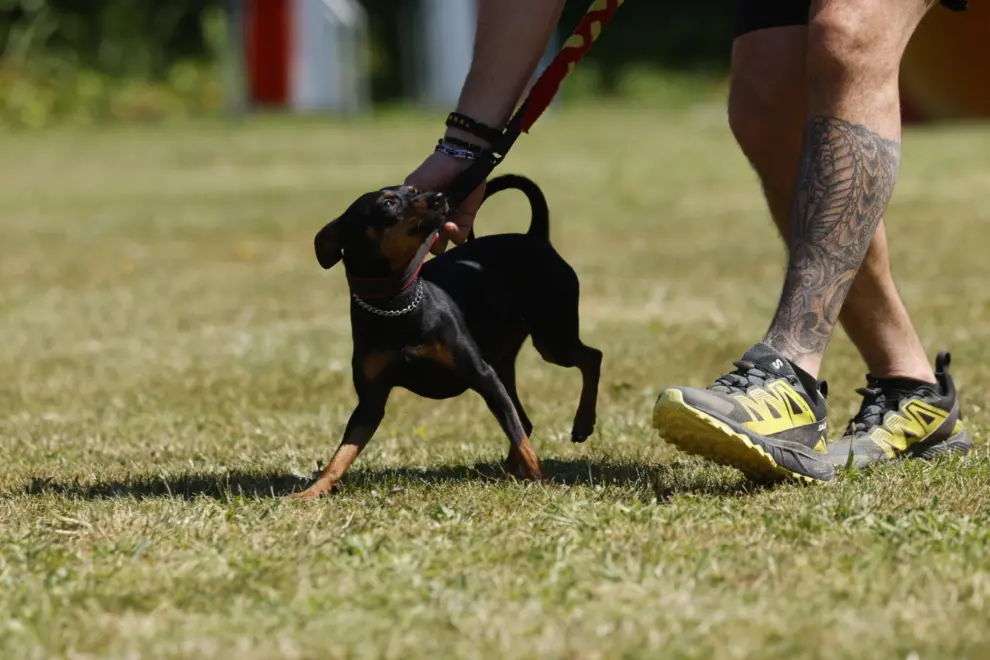 Fotos | Concurso canino en Zaragoza para elegir al perro más guapo ...