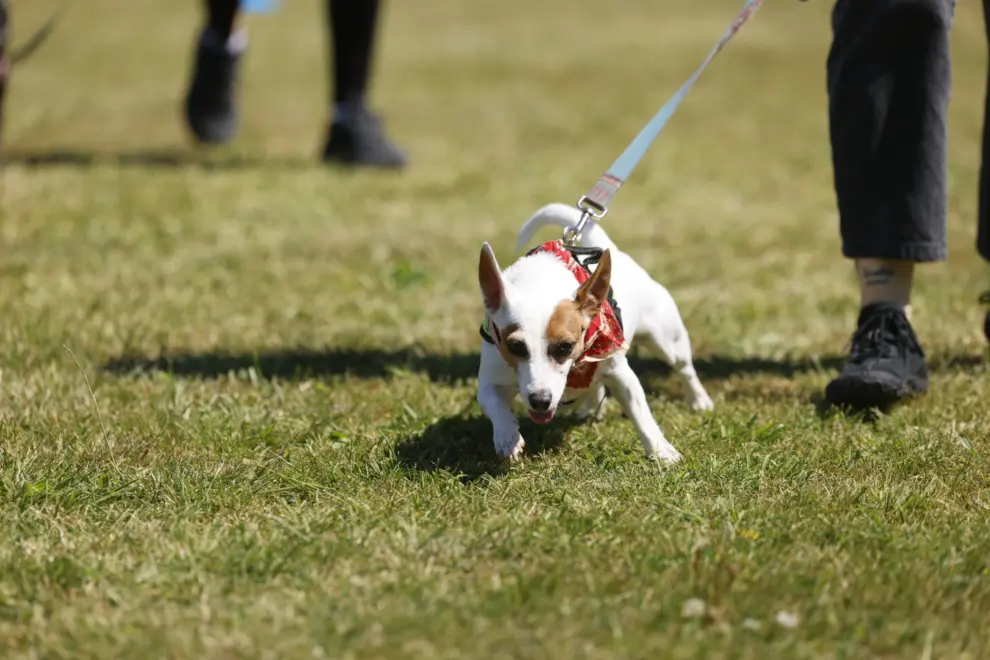 Fotos | Concurso canino en Zaragoza para elegir al perro más guapo ...