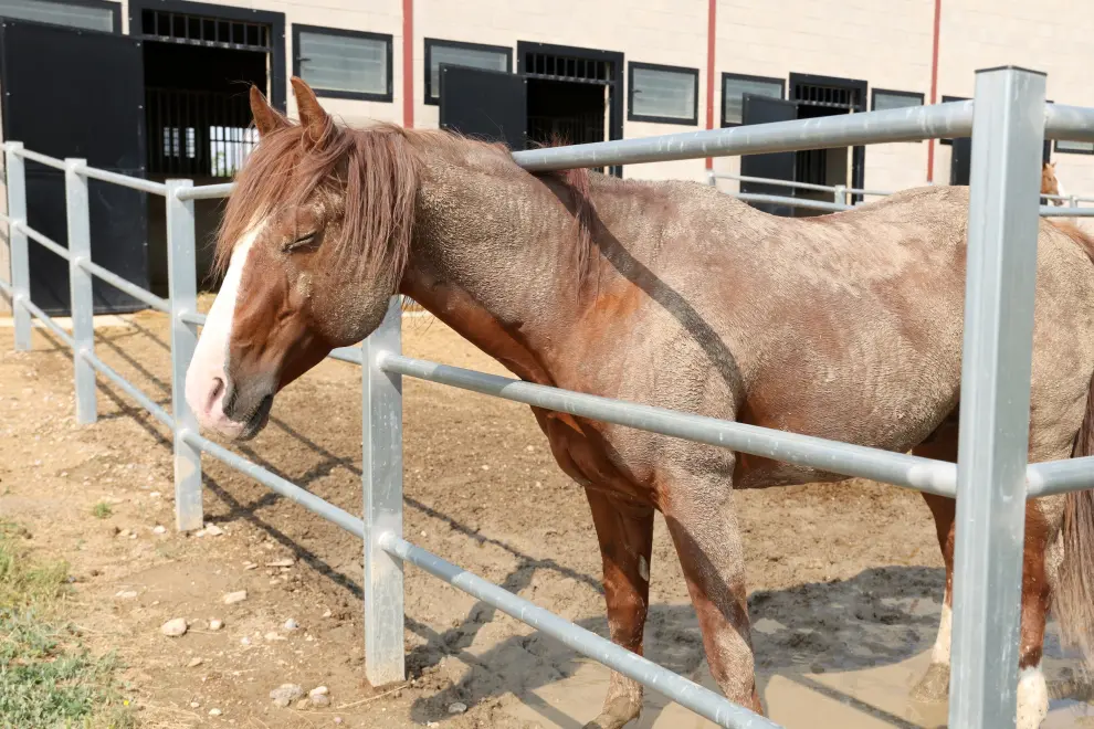 Fotos | Rancho americano en un pueblo de Zaragoza | Imágenes