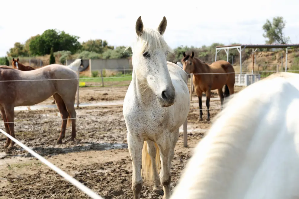 Fotos | Rancho americano en un pueblo de Zaragoza | Imágenes