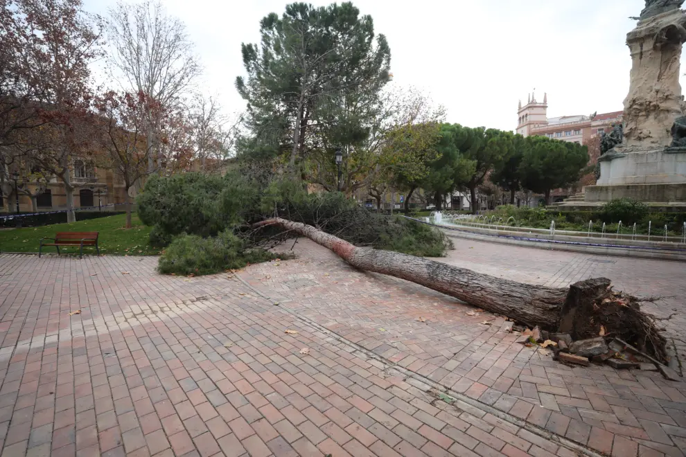 Cae un árbol centenario en la Plaza de los Sitios de Zaragoza | Imágenes