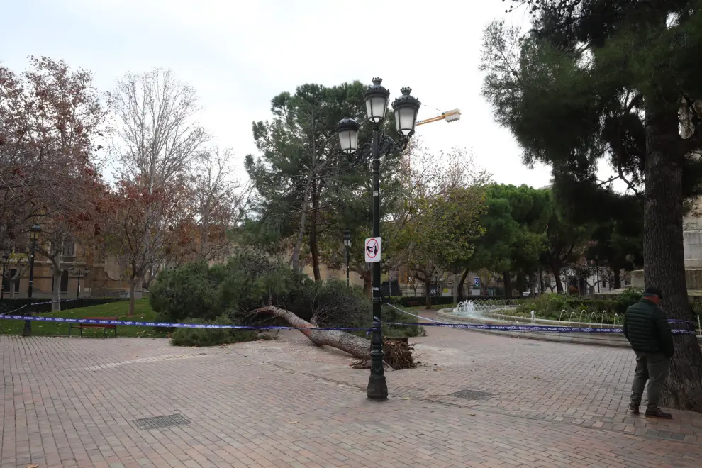 Cae un árbol centenario en la Plaza de los Sitios de Zaragoza | Imágenes