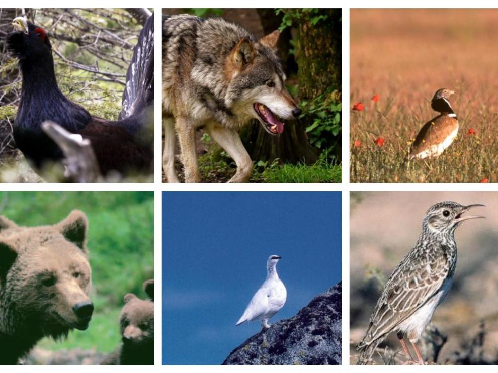 Hasta 45 especies en peligro de extinción en Aragón: "El ser humano ...