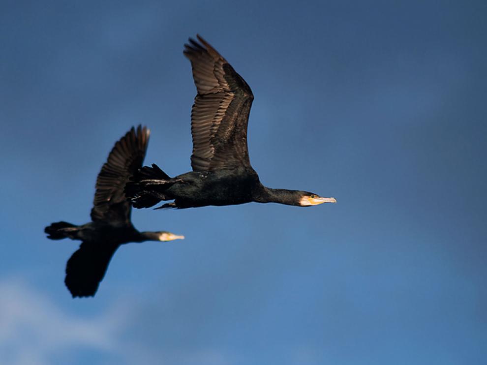 La función de equilibrio ecológico del cormorán