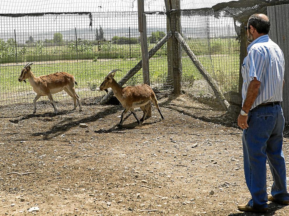 Aragón vuelve a intentar clonar el último bucardo tras comprobar que ...