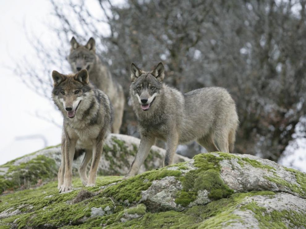 El parque de Cabárceno sacrifica a todos sus lobos adultos