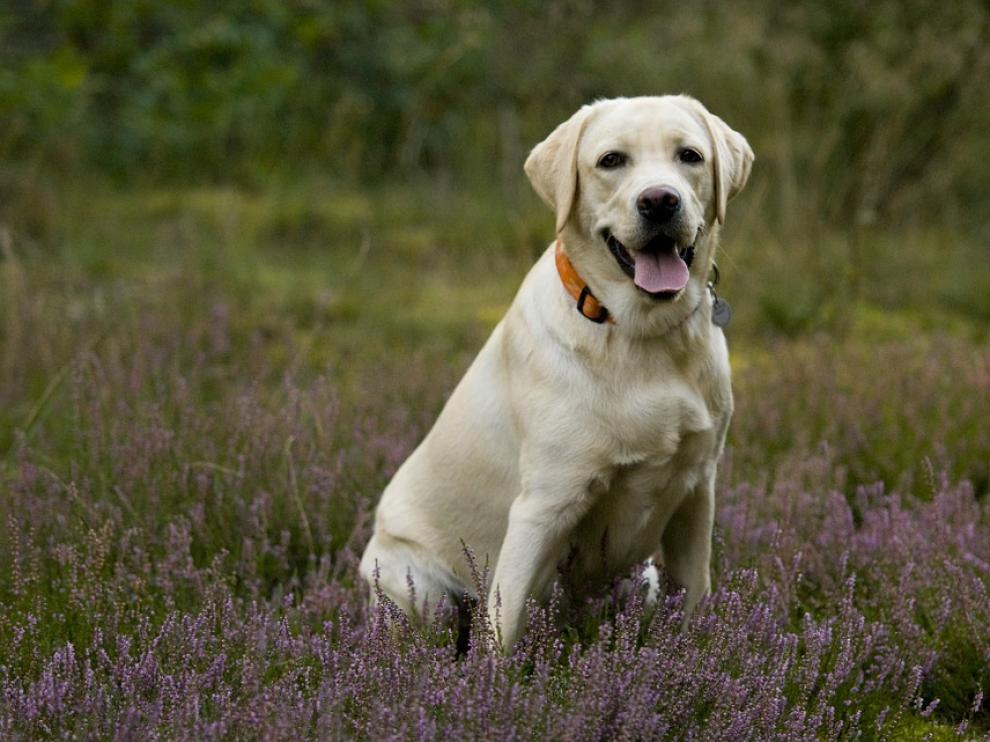 Una mutación genética explica porqué los perros labradores se ...