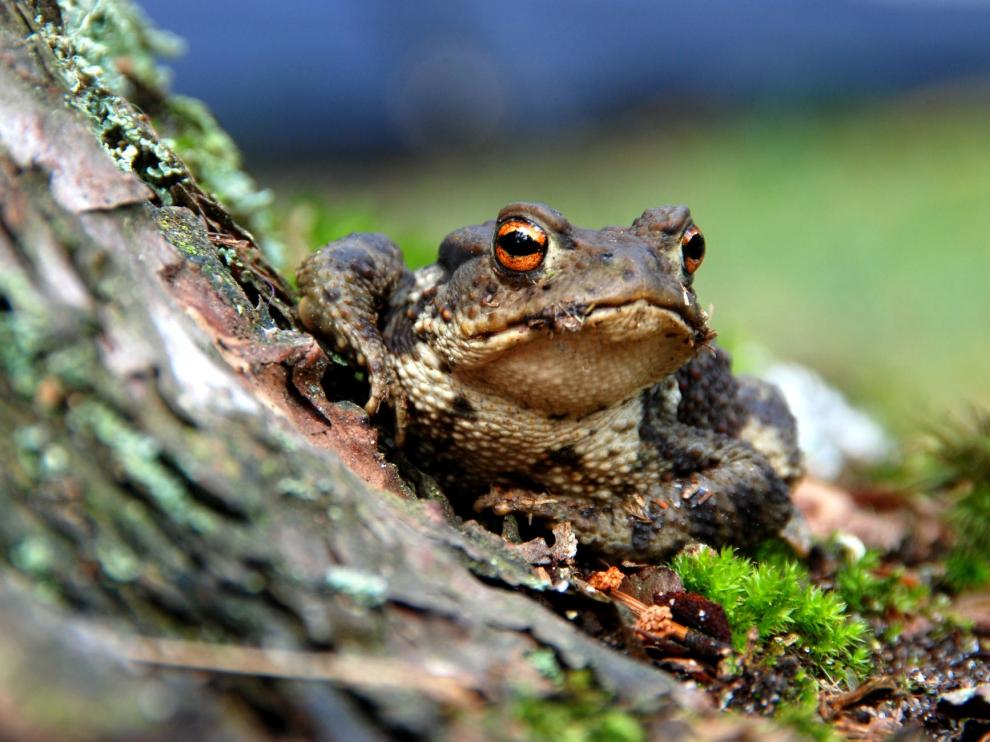 Salva al sapo: consejos para combatir la procrastinación