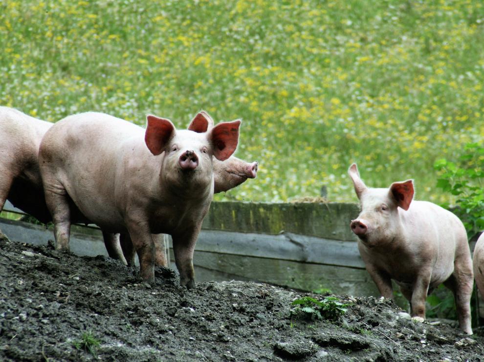 ¿A qué retos se enfrenta el porcino en España?