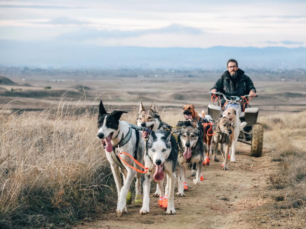 Tres décadas surcando el desierto de Monegros en trineo de perros