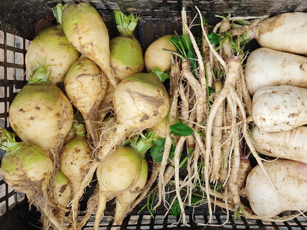 Los nabos aragoneses y algunas recetas donde utilizarlos