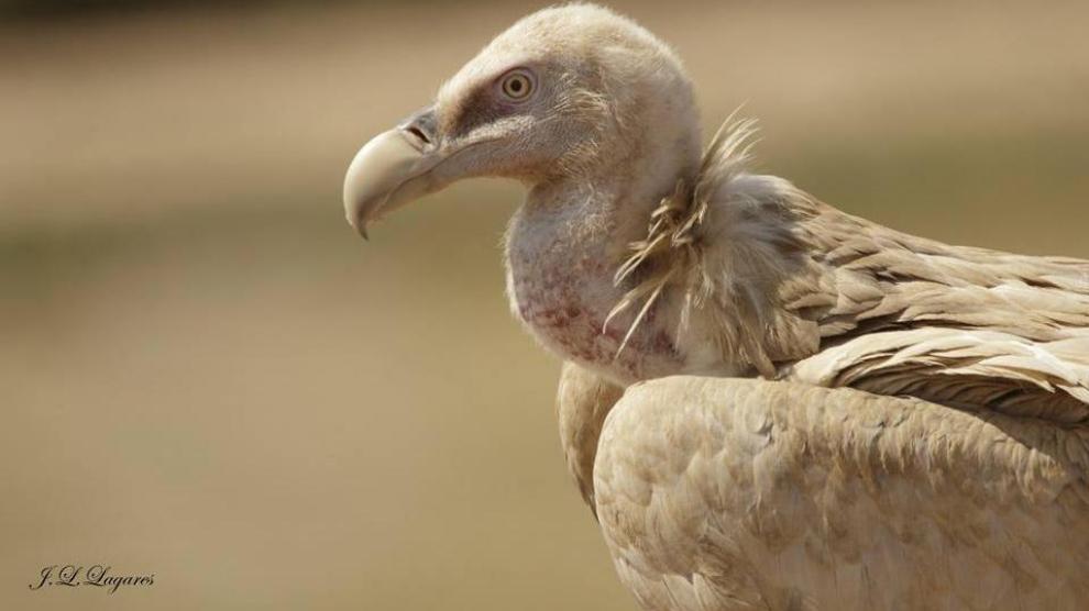 El buitre blanco de La Mata | Noticias de Teruel en Heraldo.es