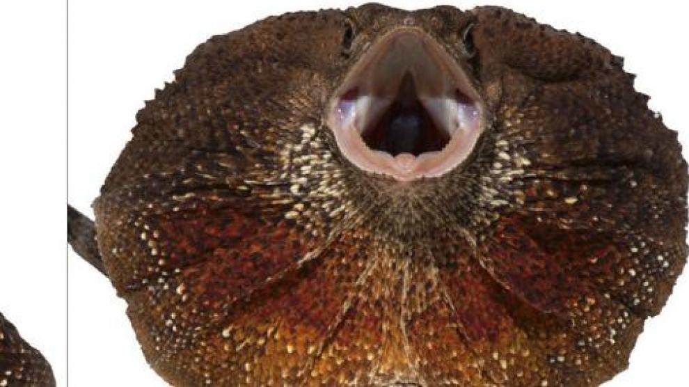 Así se crea el collar desplegable del clamidosaurio