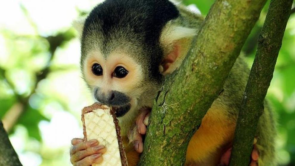 Dientes fósiles desvelan que los primates prehistóricos eran golosos y ...