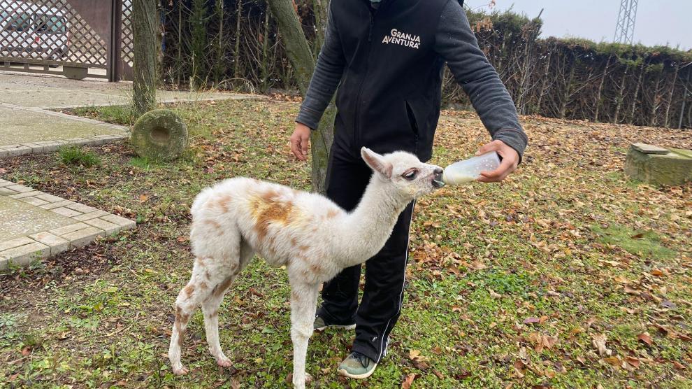 Granja Aventura cuenta con su primer huarizo, un cruce entre una llama ...
