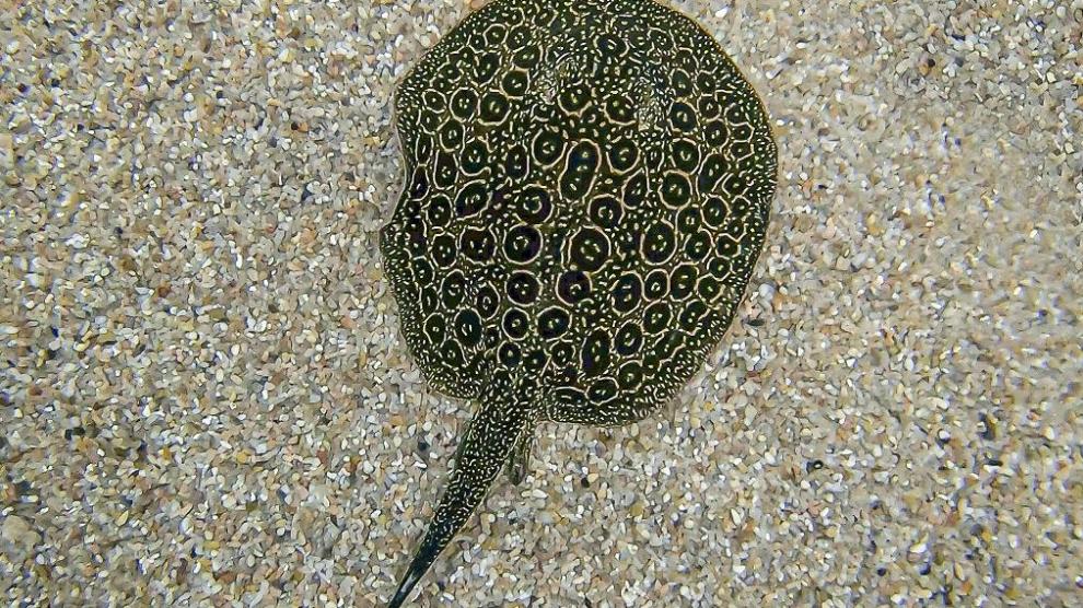 El Acuario de Zaragoza inaugura la exposición de rayas de agua dulce ...