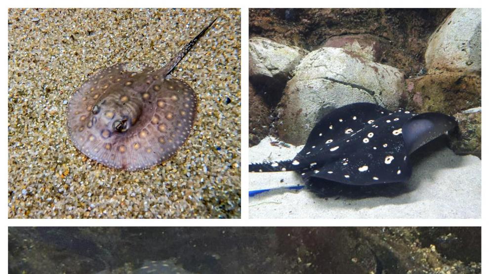 'Baby boom' de rayas venenosas en el Acuario de Zaragoza