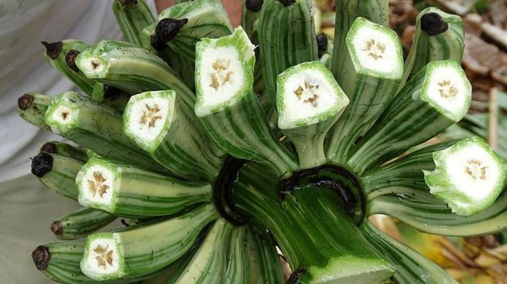 Un hongo patógeno amenaza el cultivo mundial de plátanos